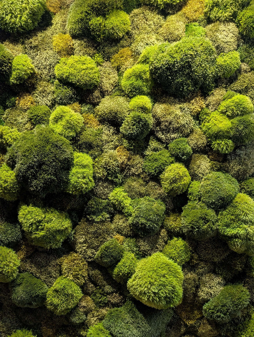 Naturechtes Moosbild 'Moose Mix' für Zahnarztpraxis – Healthyscape ...