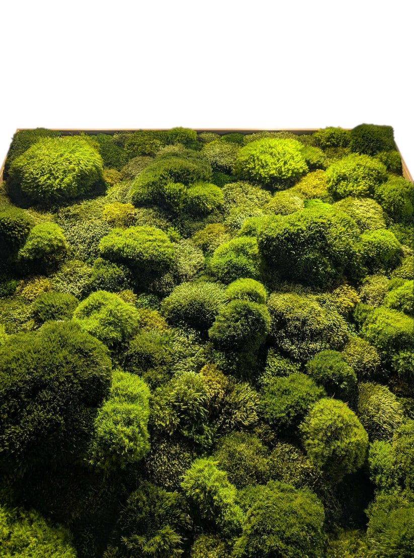 Naturechtes Moosbild 'Moose Mix' für Zahnarztpraxis – Healthyscape ...